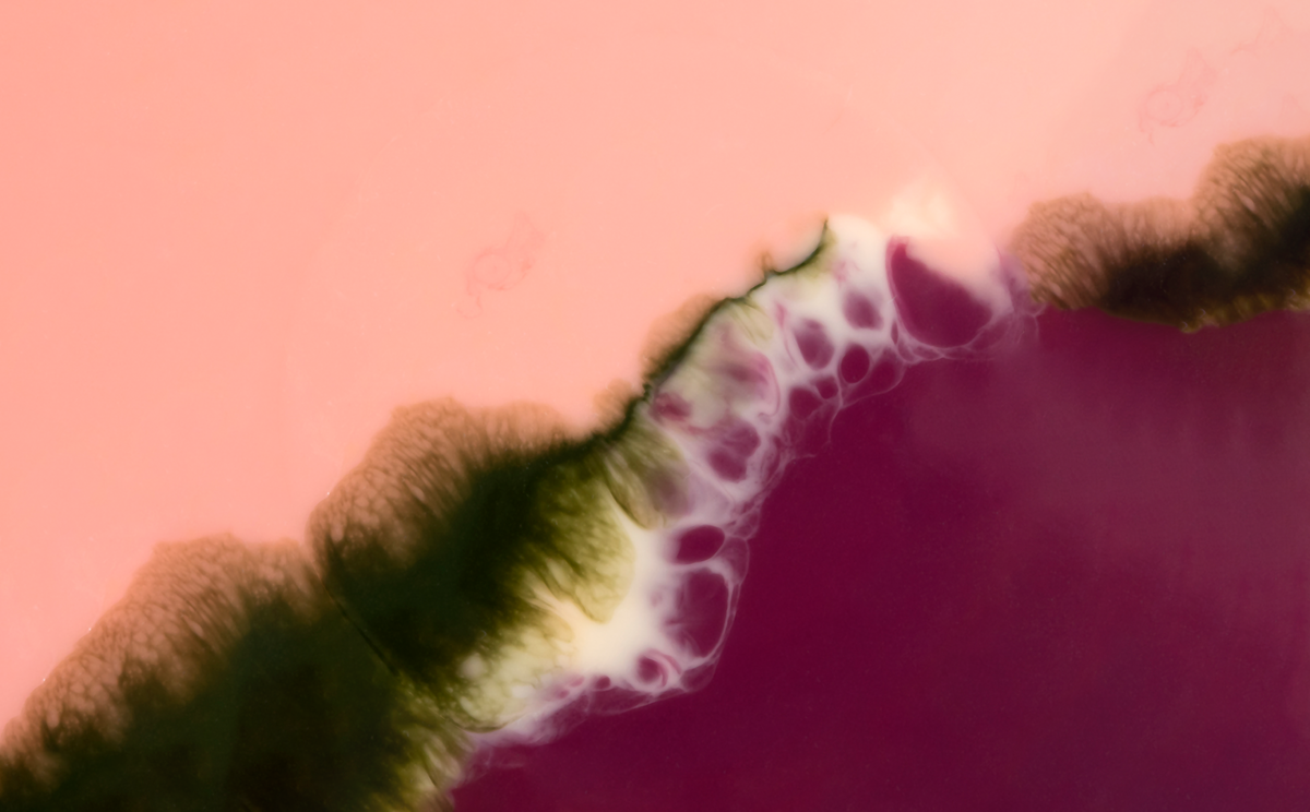 Fig & Rose – Milagre